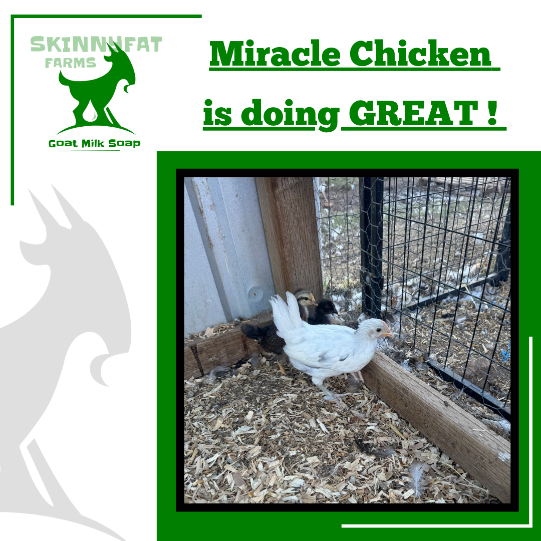 Update on our Miracle Chicken! – SkinnyFat Farms